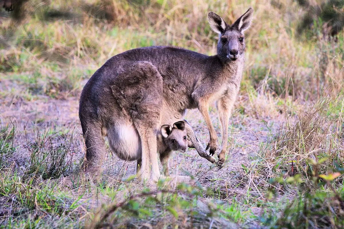 ANIMALES VIVÍPAROS » Significado, Características, Clasificación Y Ejemplos