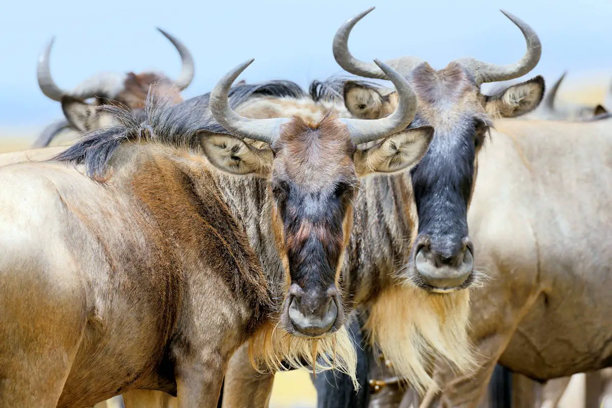 ANIMALES TERRESTRES » Significado, Características, Clasificación Y ...
