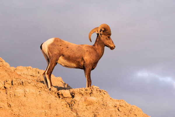 ANIMALES DEL DESIERTO » Significado, Características, Clasificación Y ...