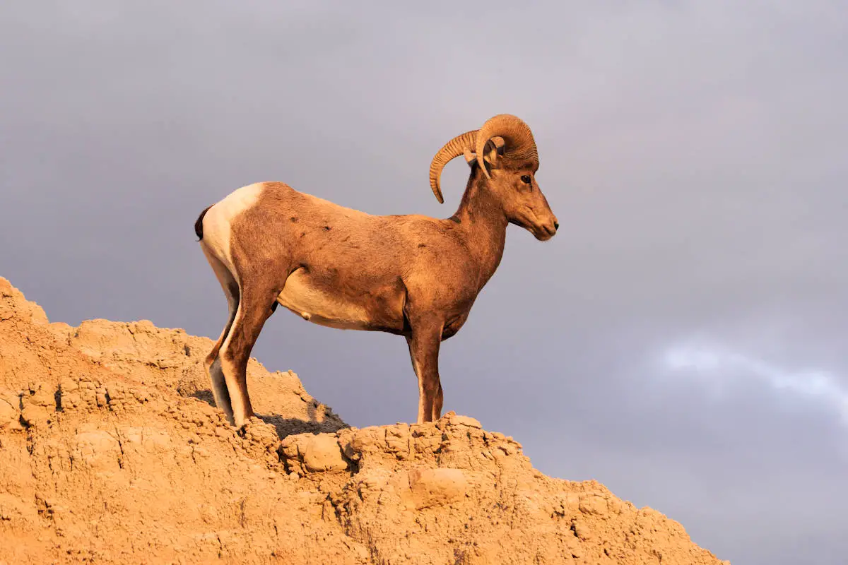 ANIMALES DEL DESIERTO » Significado, Características, Clasificación Y ...