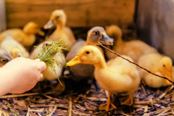 ANIMALES DE GRANJA » Significado, Características, Clasificación Y Ejemplos