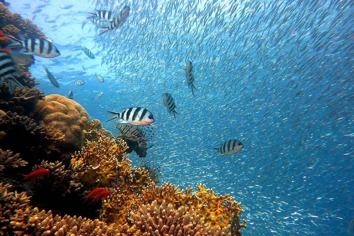 ANIMALES OVÍPAROS » Significado, Características, Clasificación Y Ejemplos