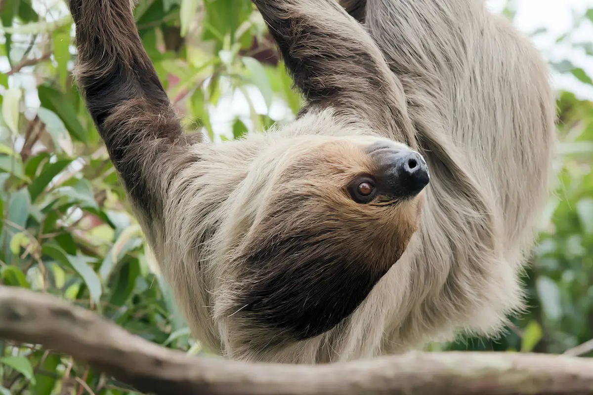 ANIMALES DE LA SELVA » Significado, Características, Clasificación Y ...