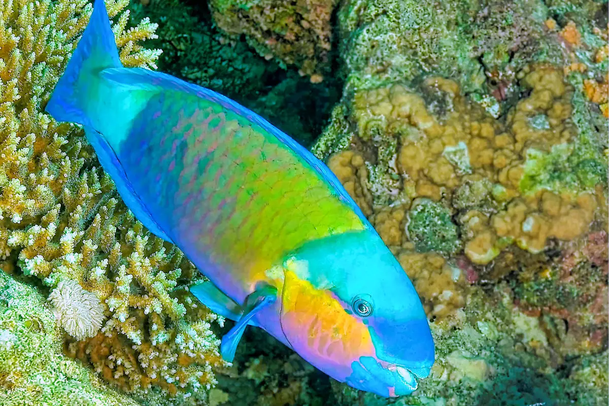 ANIMALES HERBÍVOROS » Significado, Características, Clasificación Y ...