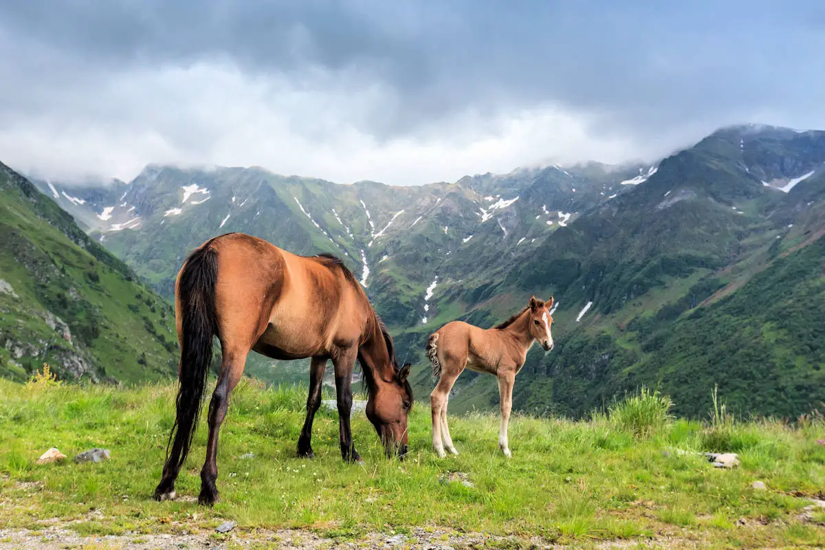 ANIMALES VIVÍPAROS » Significado, Características, Clasificación Y Ejemplos