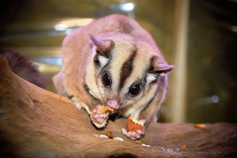 ANIMALES AÉREOS » Significado, Características, Clasificación Y Ejemplos