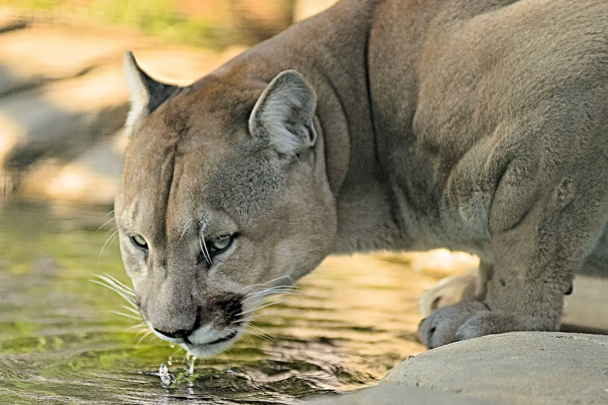 ANIMALES TERRESTRES » Significado, Características, Clasificación Y ...