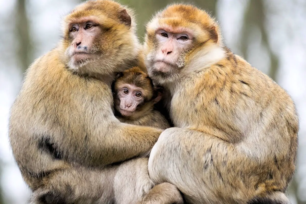 MAMÍFEROS » Significado, Características, Clasificación Y Ejemplos