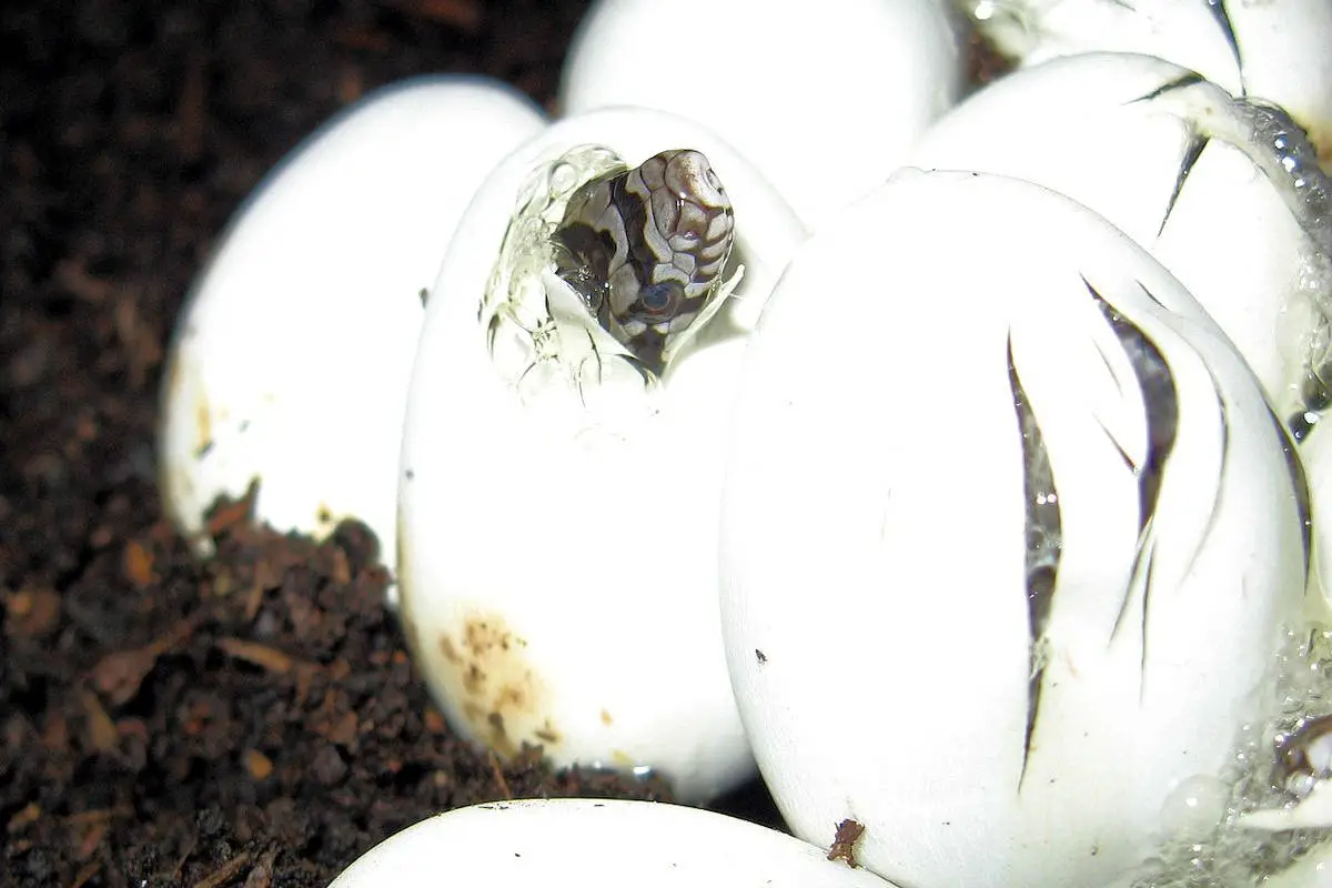 ANIMALES OVÍPAROS » Significado, Características, Clasificación Y Ejemplos