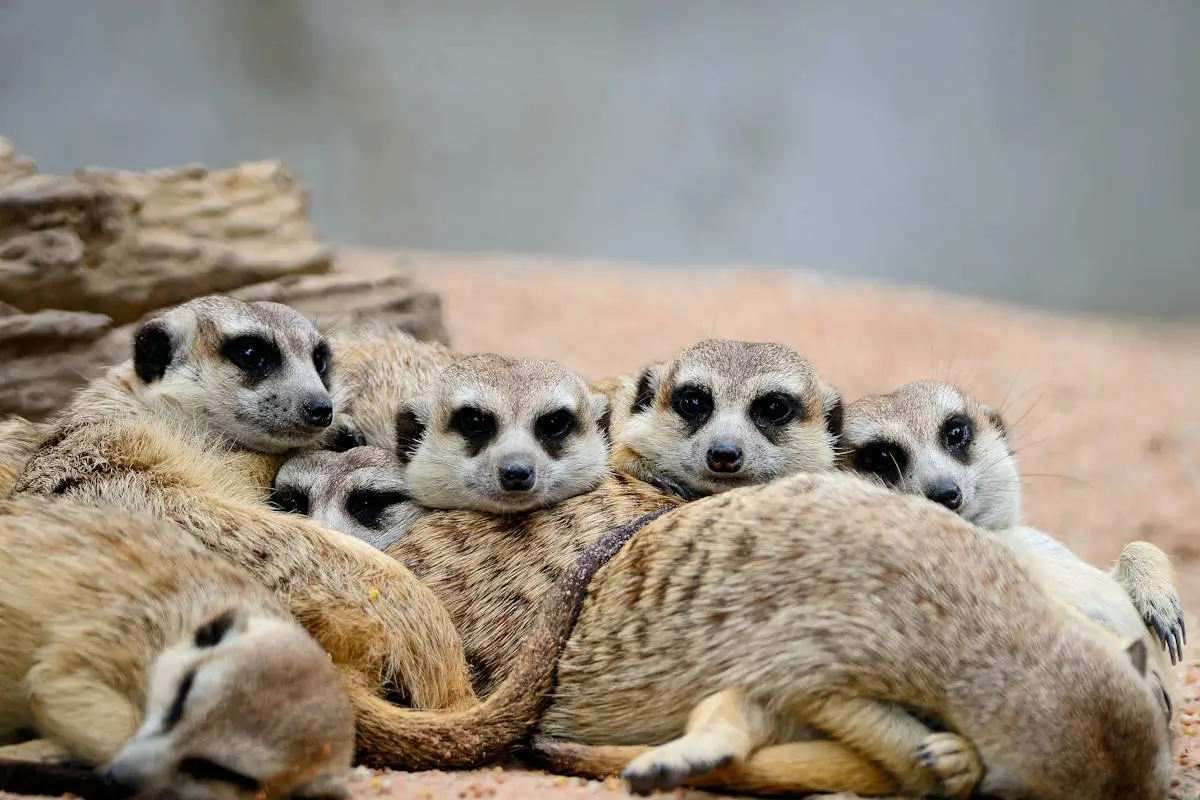 ANIMALES VIVÍPAROS » Significado, Características, Clasificación Y Ejemplos