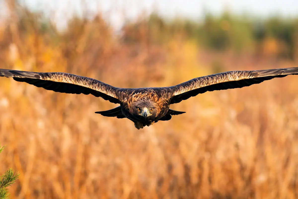 ANIMALES AÉREOS » Significado, Características, Clasificación Y Ejemplos
