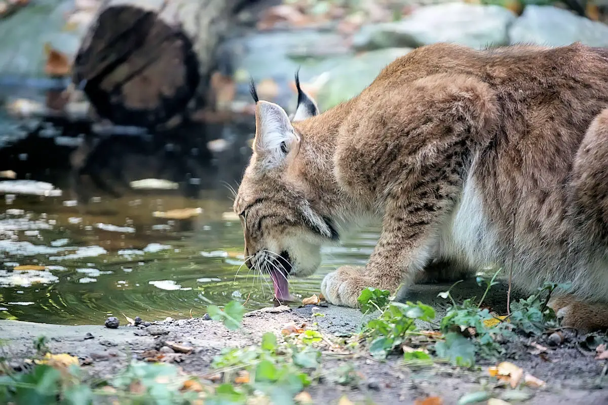 ANIMALES TERRESTRES » Significado, Características, Clasificación Y ...