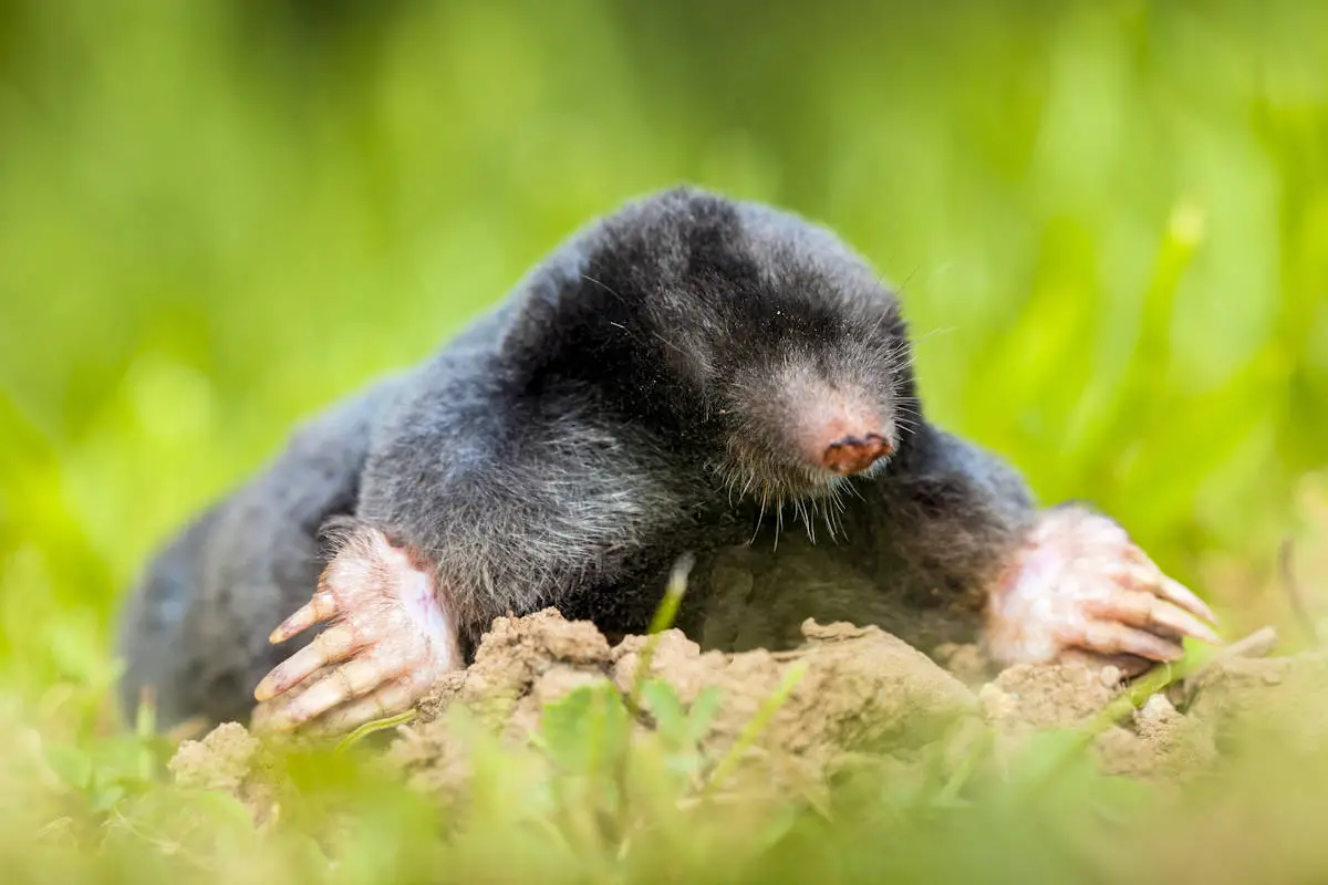 ANIMALES TERRESTRES » Significado, Características, Clasificación Y ...