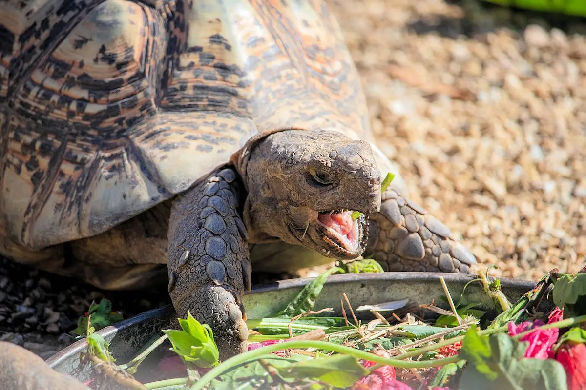 ANIMALES OMNÍVOROS » Características, Alimentación Y Formas De Vida