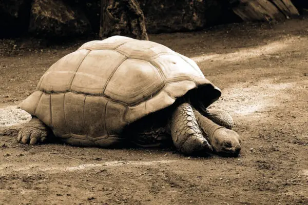 ANIMALES EXTINTOS » Significado, Características, Clasificación Y Ejemplos