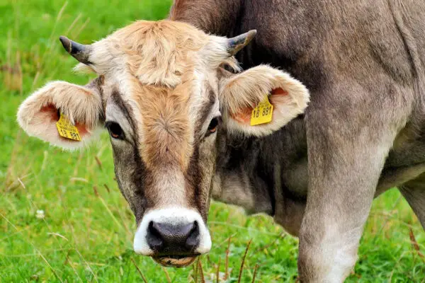 ANIMALES DE GRANJA » Significado, Características, Clasificación Y Ejemplos