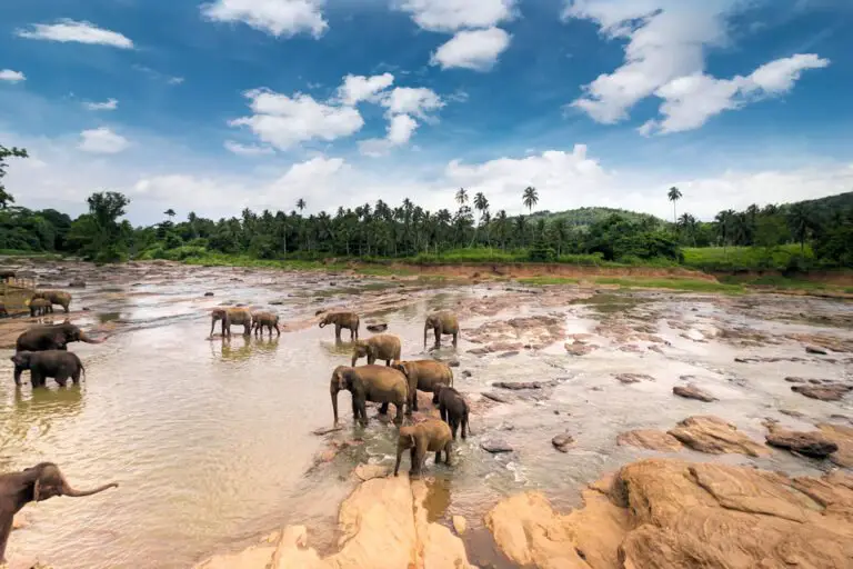 ANIMALES » Características, Imágenes, Vídeos Y Más - Atlas Animal